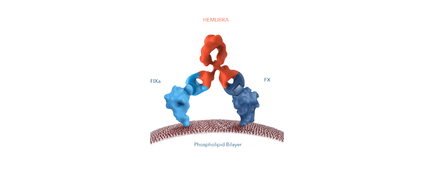 How HEMLIBRA® (emicizumab-kxwh) Works